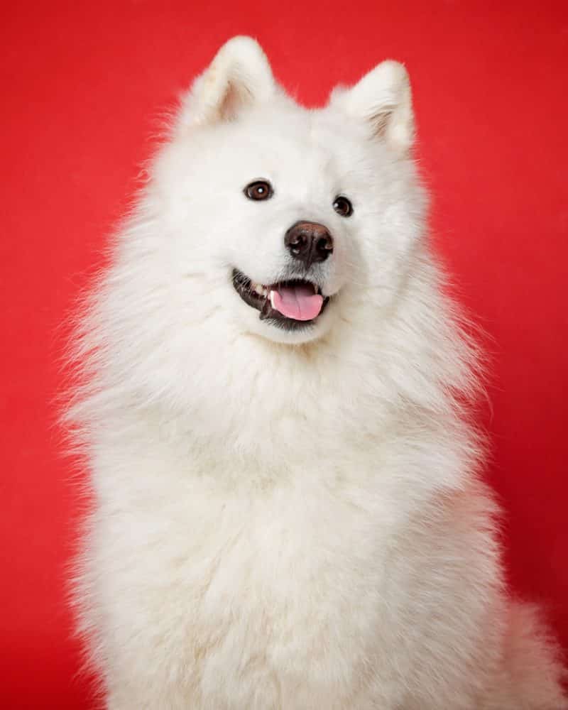 Dog Photography with Marshmallow