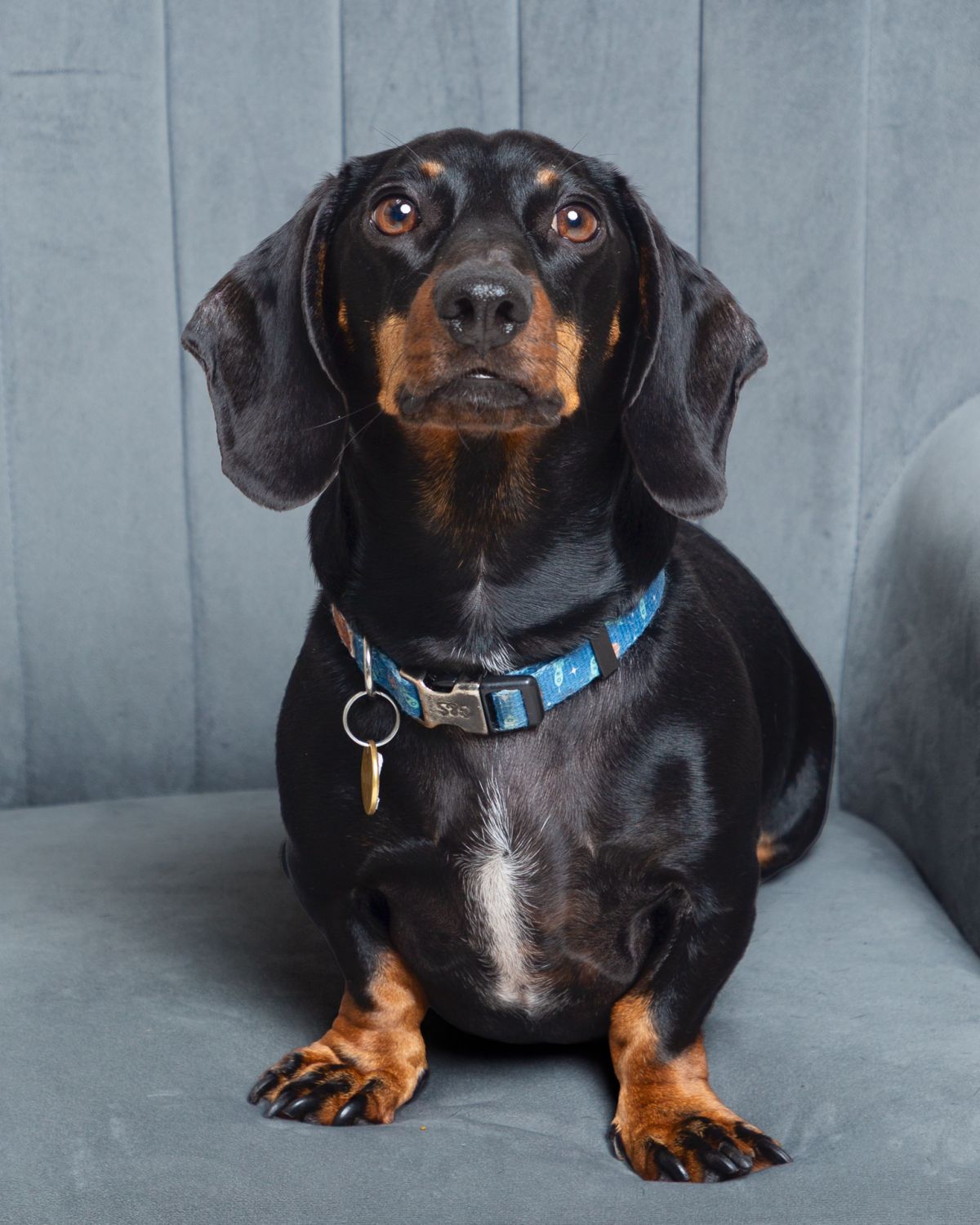 A Very Scary Rottweiler in the Studio